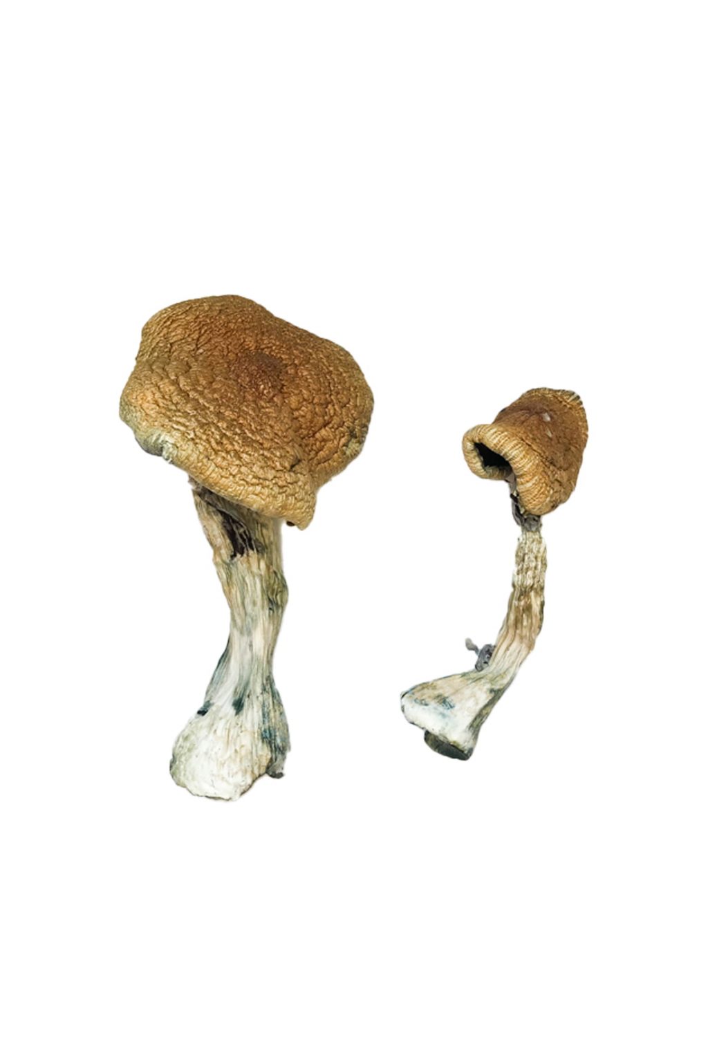 TEXAS ORANGE MAGIC MUSHROOMS - KingCrop