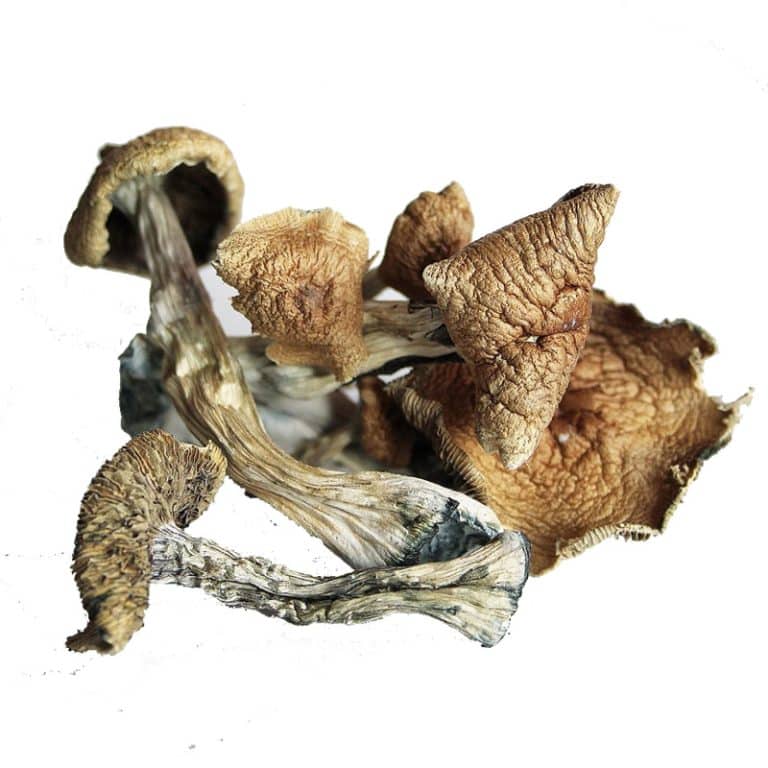 MELMAC PE MAGIC MUSHROOMS - KingCrop