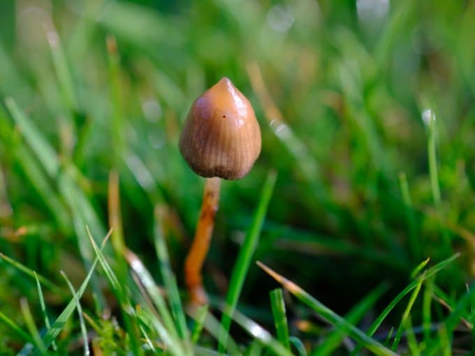 What is The Strongest Strain Of Mushroom? - KingCrop